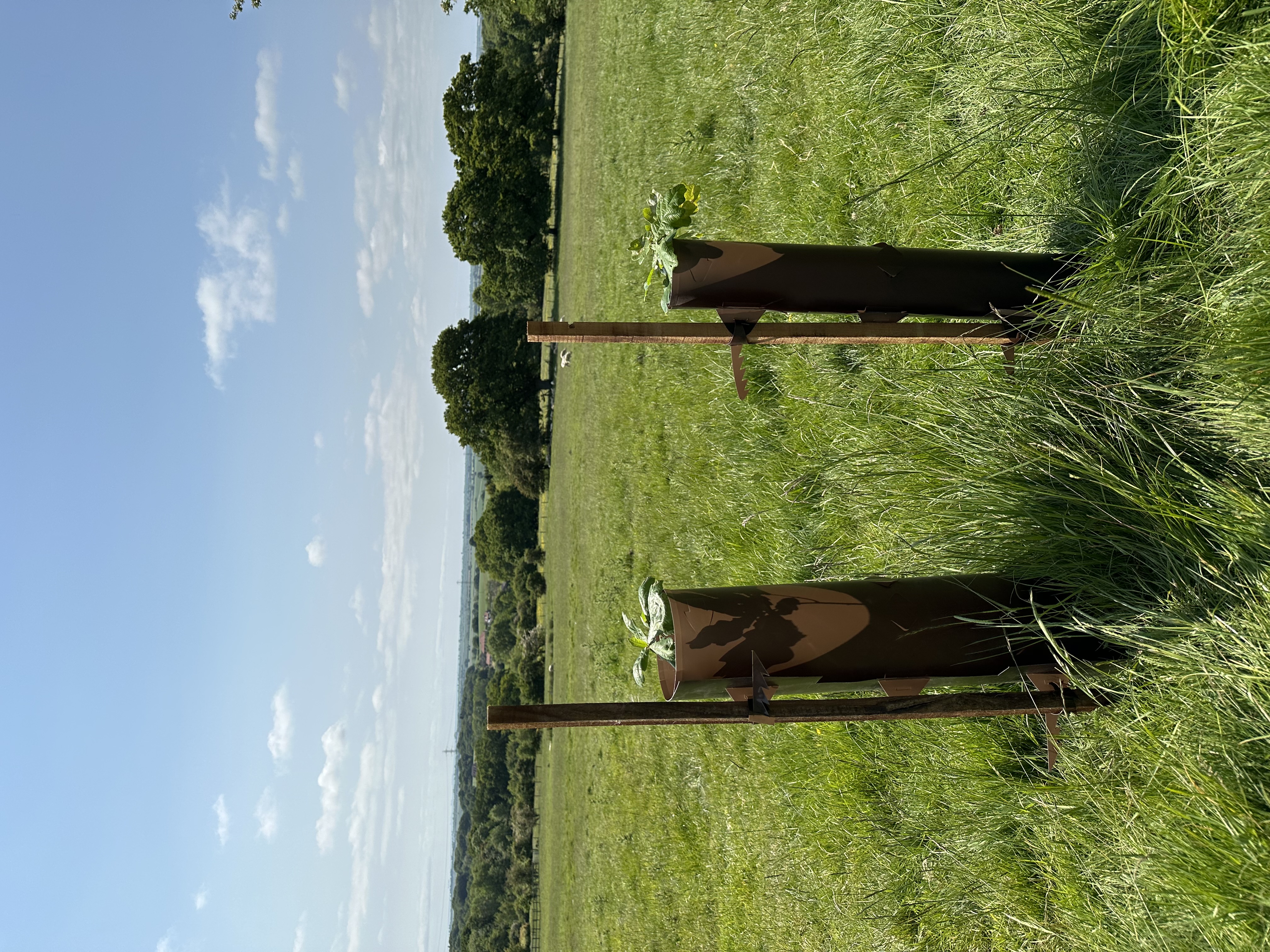 Eco-Haven™ Original - Biodegradable Tree, Shrub, Coppice & Vole Guards ...