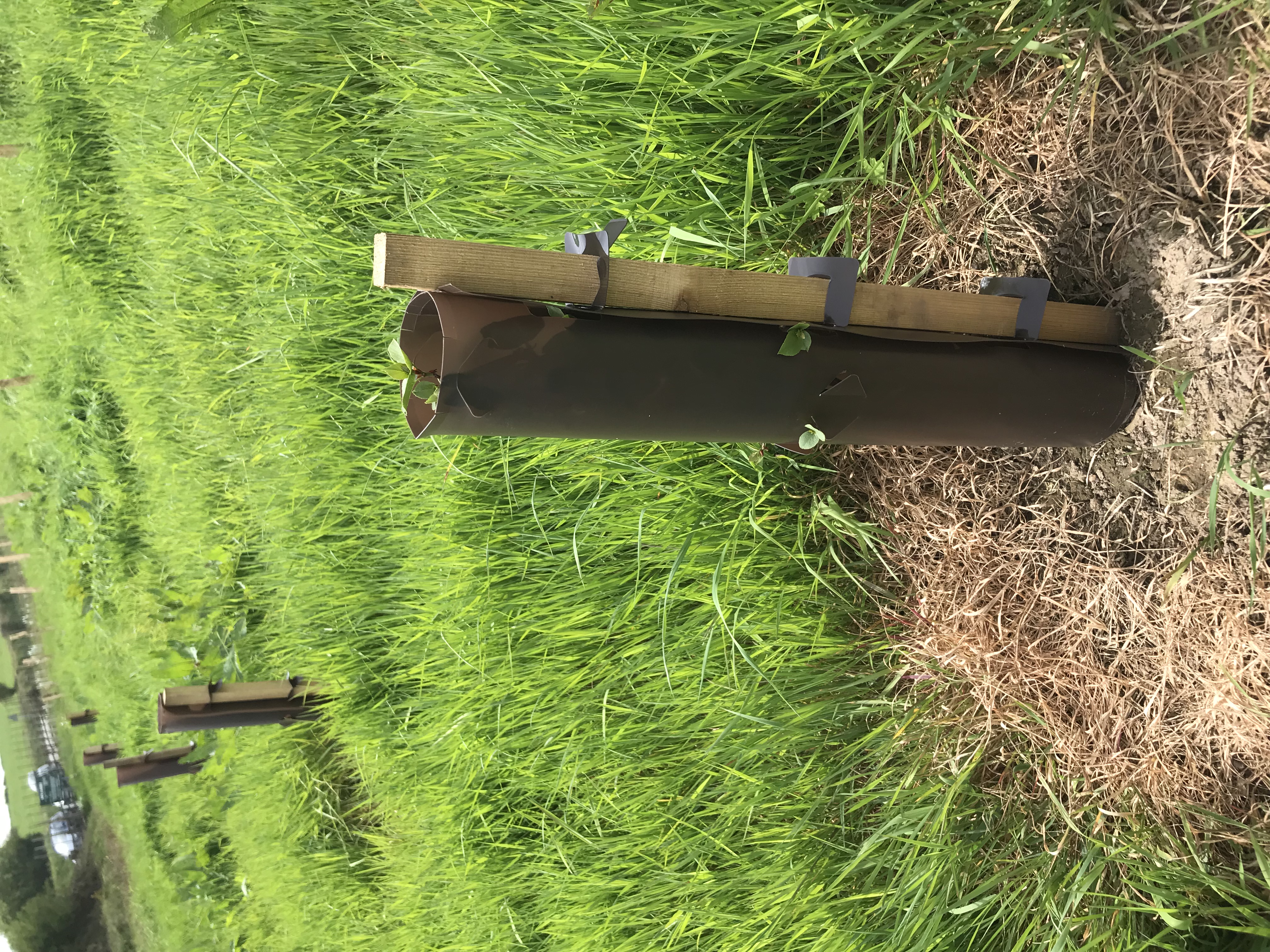 Eco-Haven™ Original - Biodegradable Tree, Shrub, Coppice & Vole Guards ...