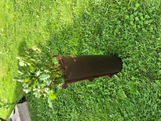 Eco-Haven™ Original - Biodegradable Tree, Shrub, Coppice & Vole Guards ...
