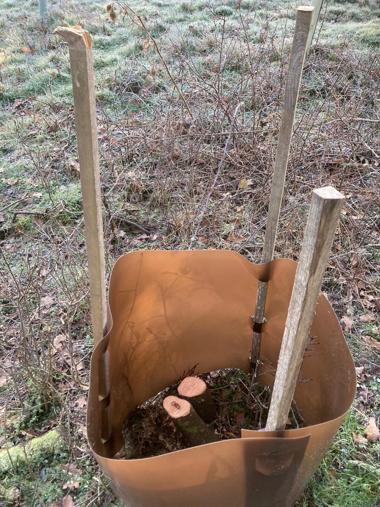 Eco-Haven™ Original - Biodegradable Tree, Shrub, Coppice & Vole Guards ...