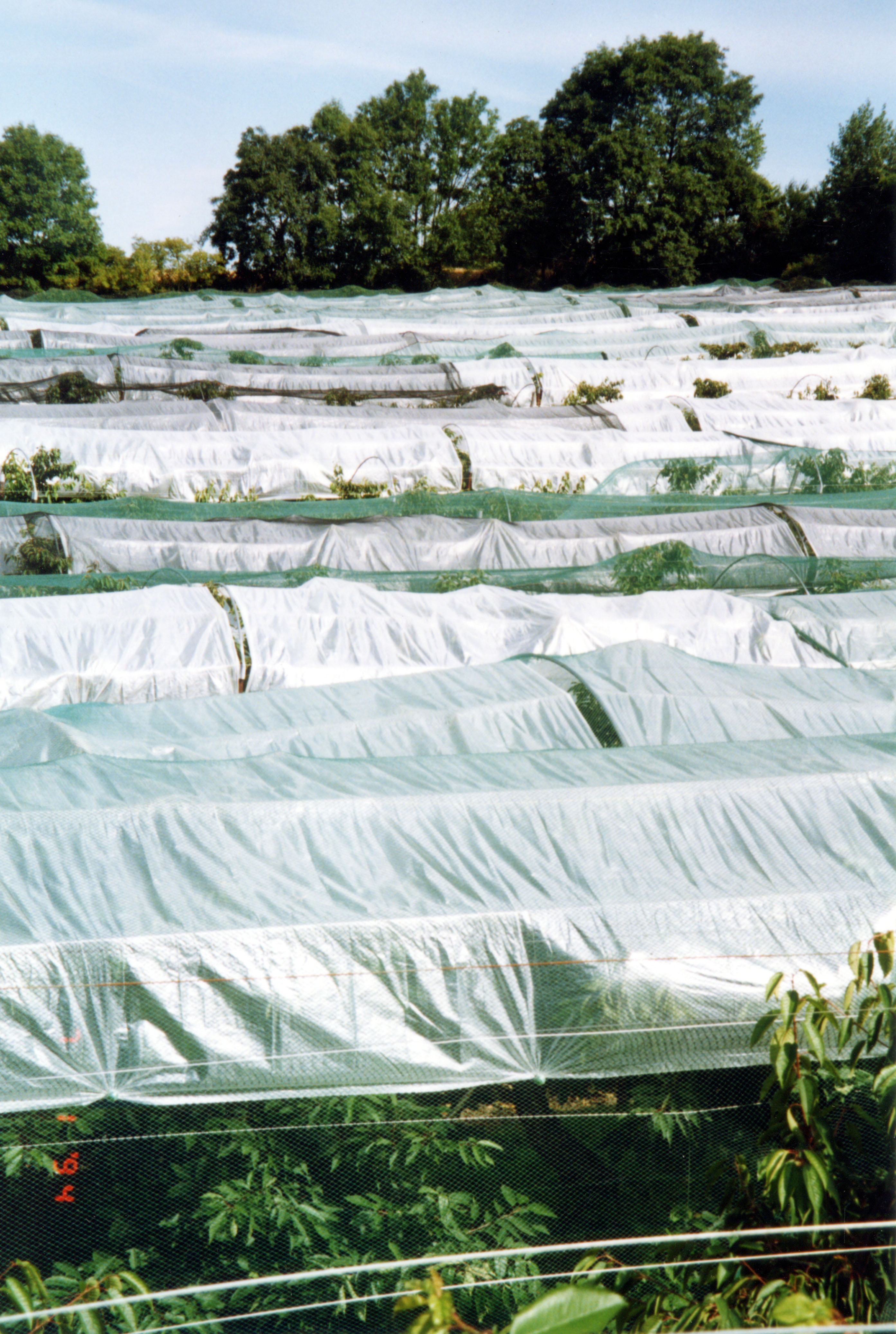 Clearweave™ - Cherry Rain Covers, Hy-Tex UK