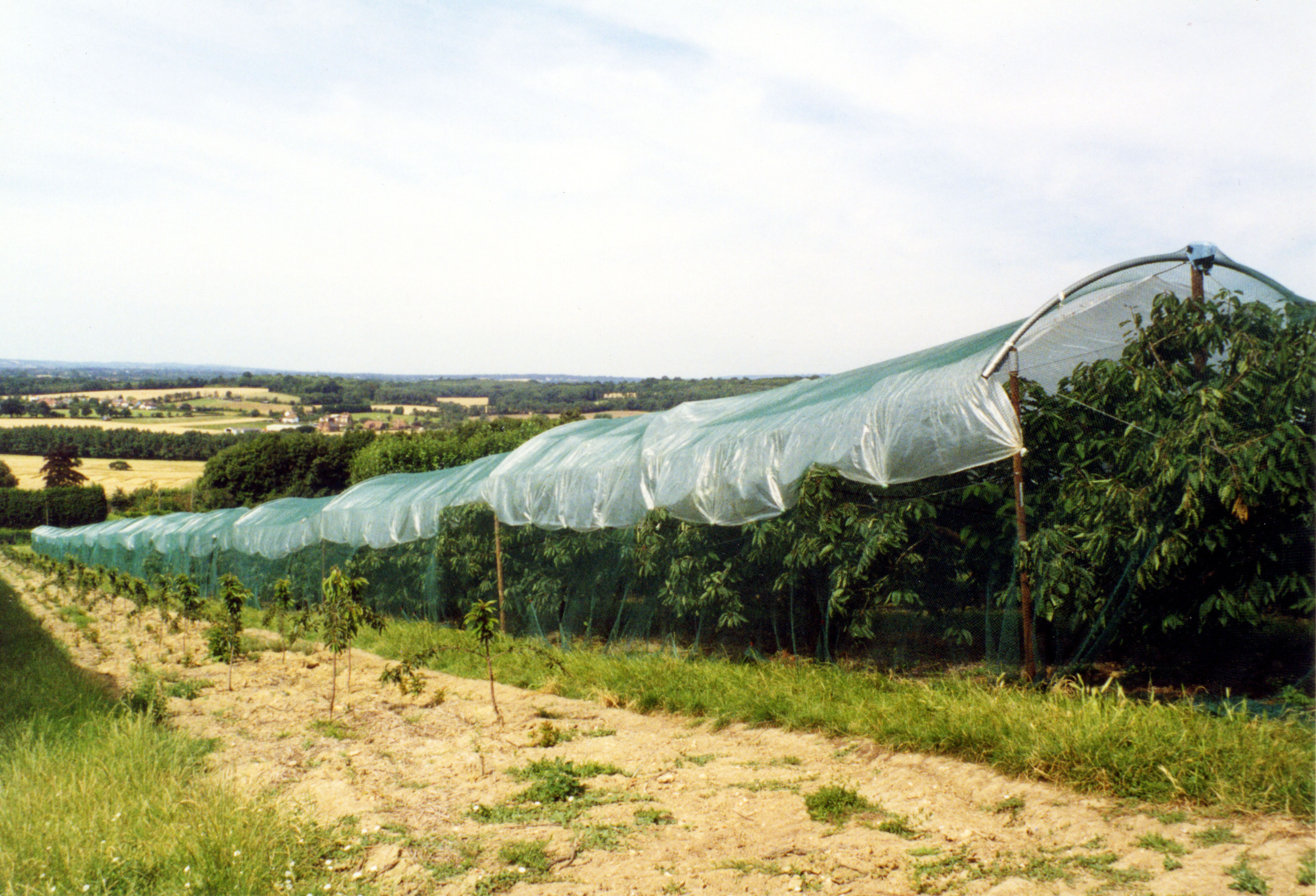Clearweave™ - Cherry Rain Covers, Hy-Tex UK