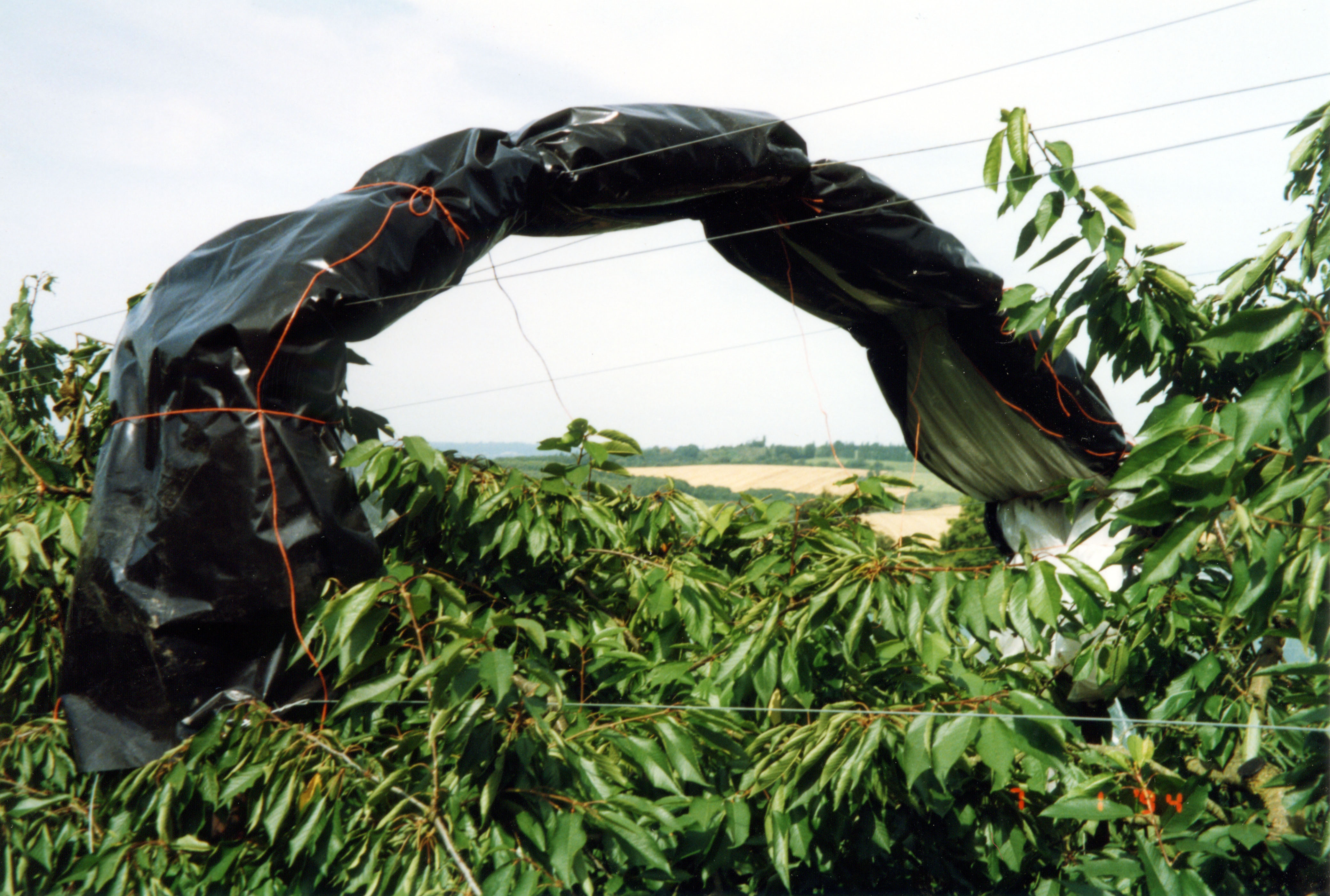 Clearweave™ - Cherry Rain Covers, Hy-Tex UK