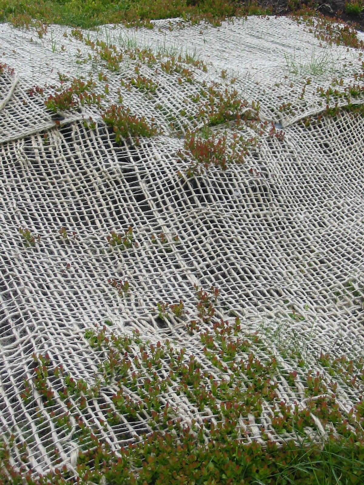 Jute Soil Saver™, Hy-Tex UK