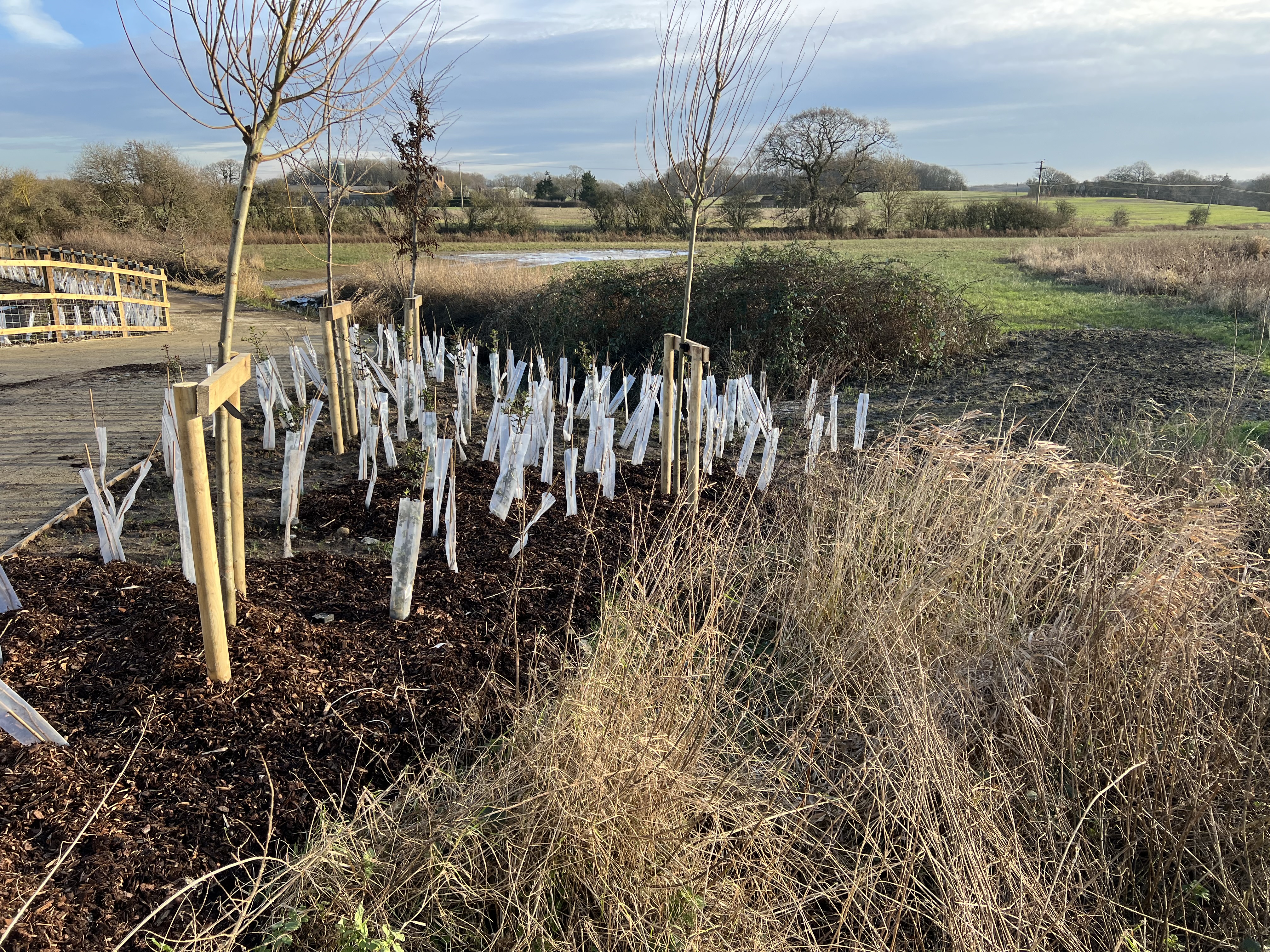 Eco-Haven™ Sleeve - Biodegradable Hedge, Vine & Tree Guards, Hy-Tex UK