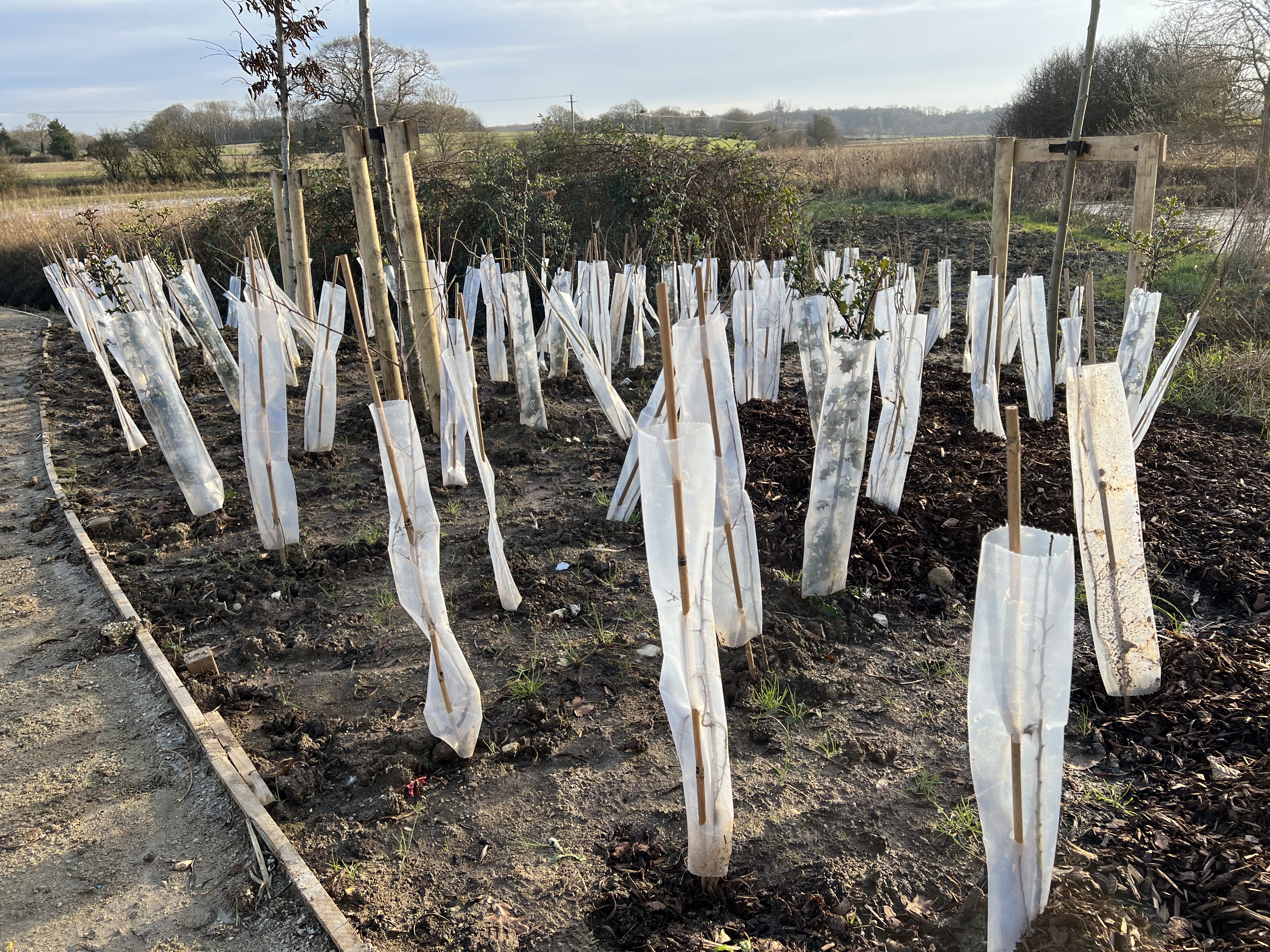 Eco-Haven™ Sleeve - Biodegradable Hedge, Vine & Tree Guards, Hy-Tex UK