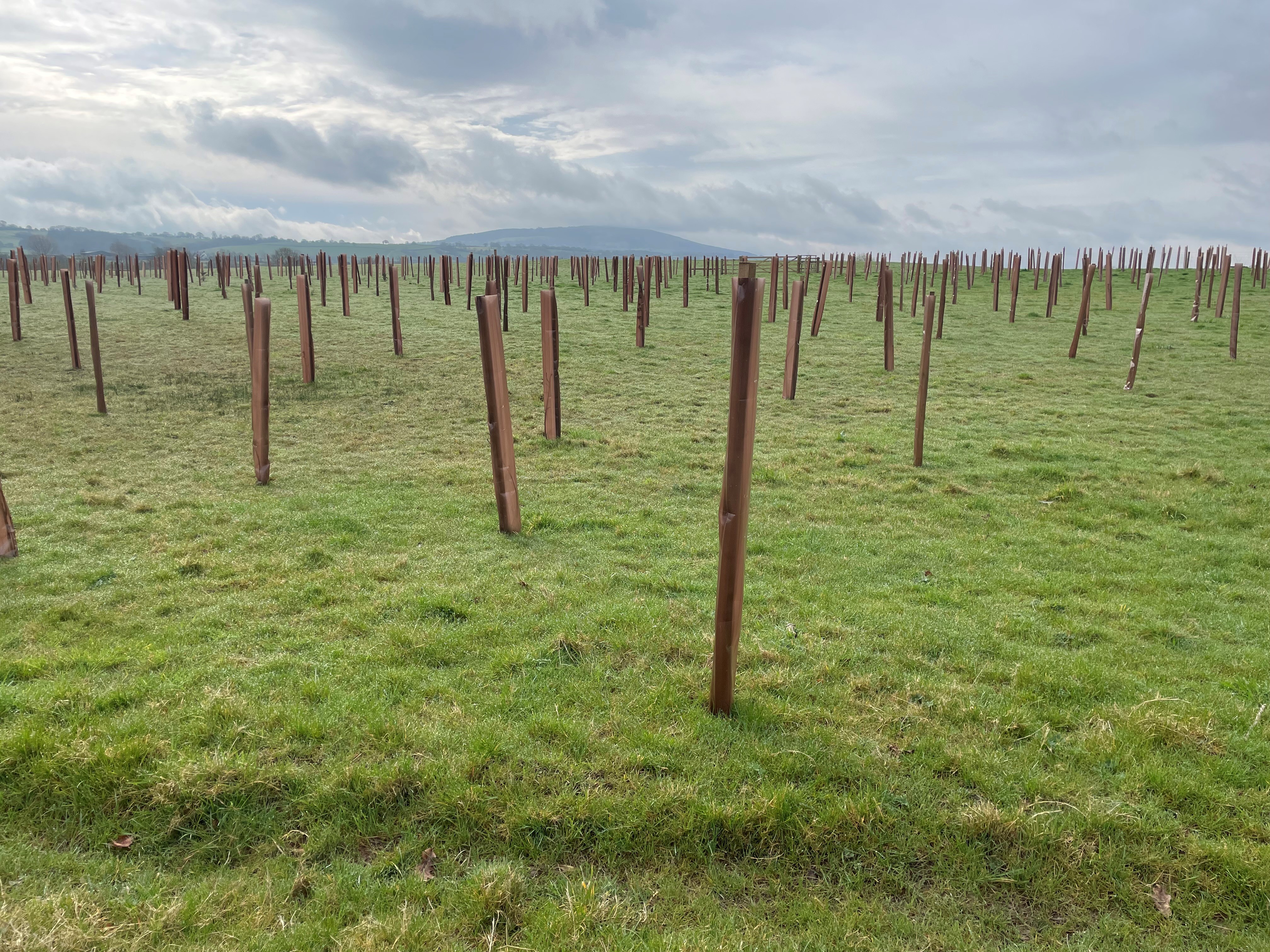 Eco-Haven™ Sleeve - Biodegradable Hedge, Vine & Tree Guards, Hy-Tex UK
