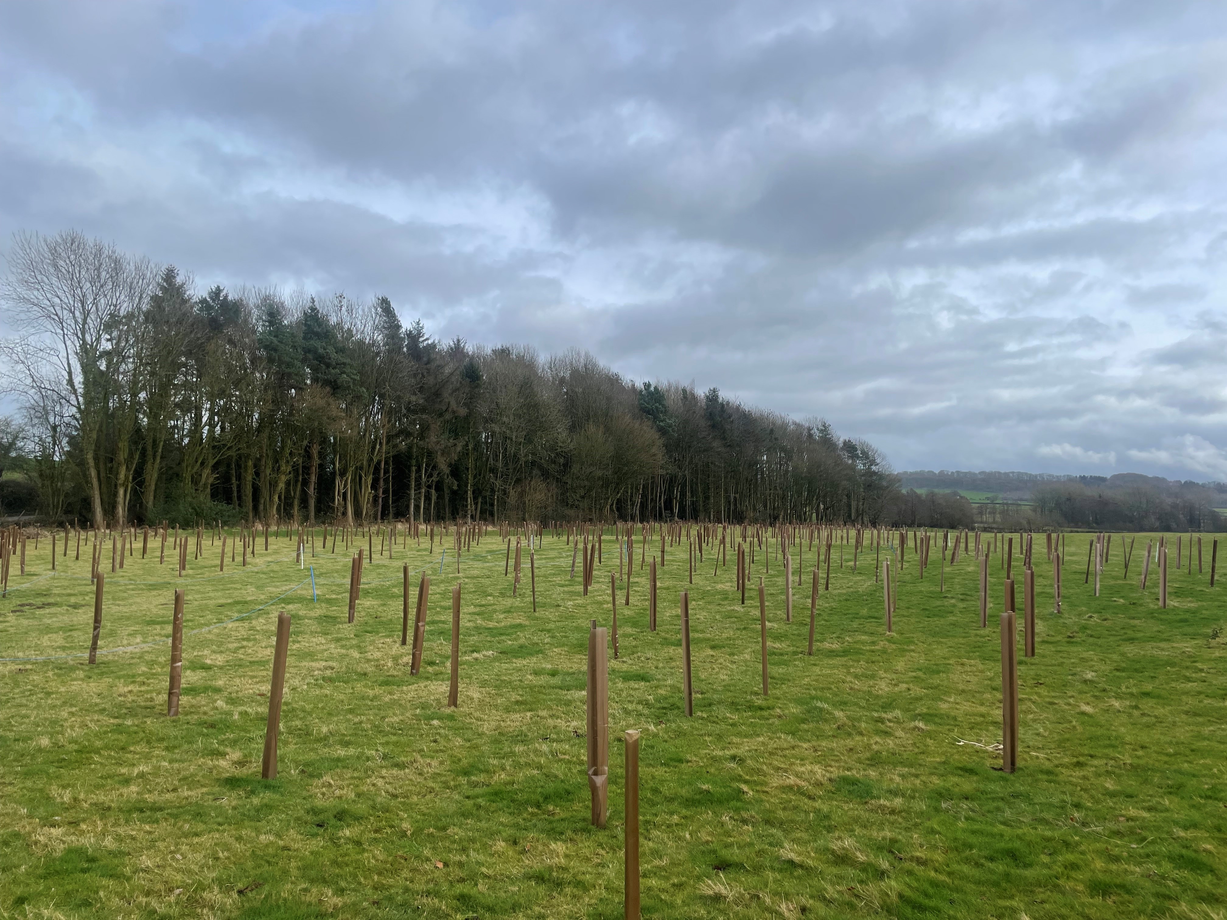 Eco-Haven™ Sleeve - Biodegradable Hedge, Vine & Tree Guards, Hy-Tex UK
